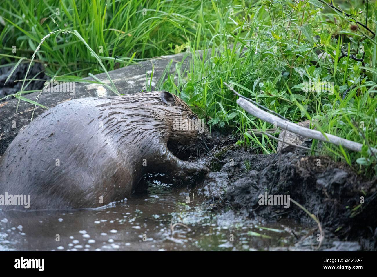 Beavers dam building, Perthshire, Scotland Stock Photo - Alamy