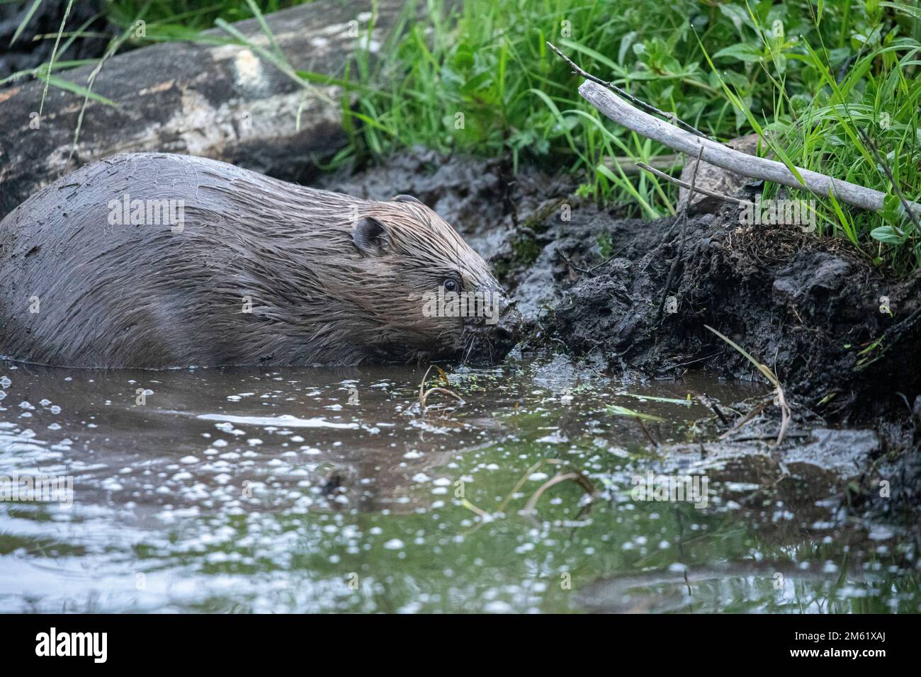 Beavers dam building, Perthshire, Scotland Stock Photo - Alamy