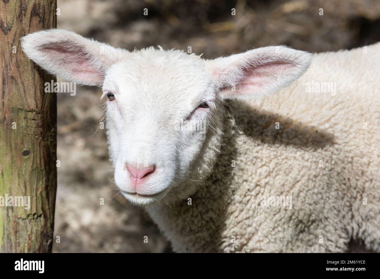 Lamm hi-res stock photography and images - Alamy