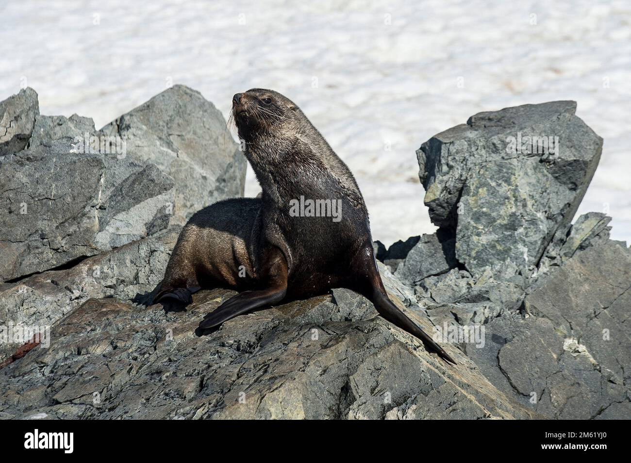 Antarctic fur seal Arctocephalus gazella on rocks at Foyn Harbour ...