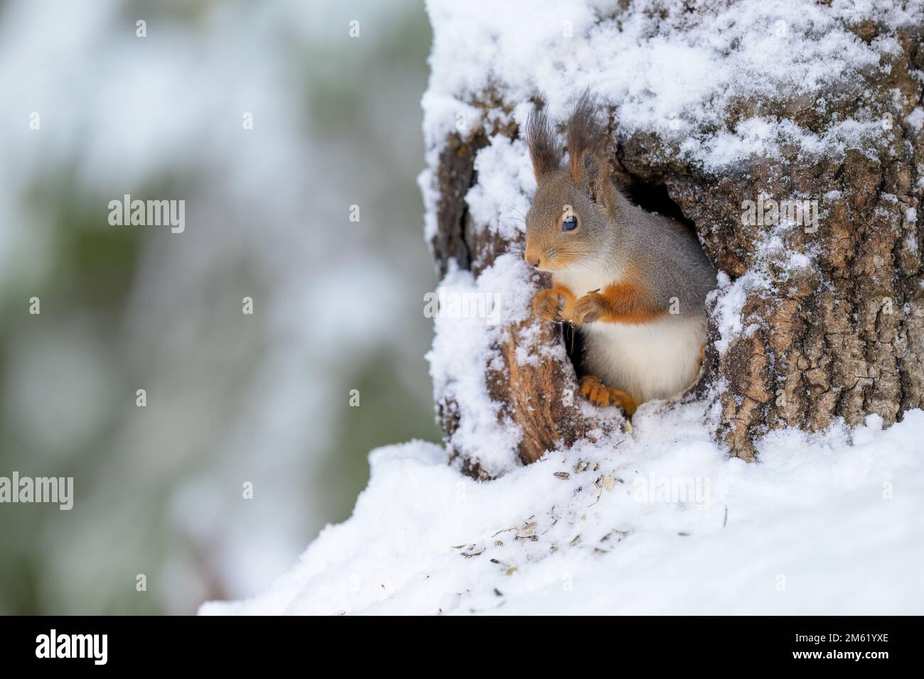 Cute Norwegian Red squirrel (Sciurus vulgaris) in snow Stock Photo - Alamy