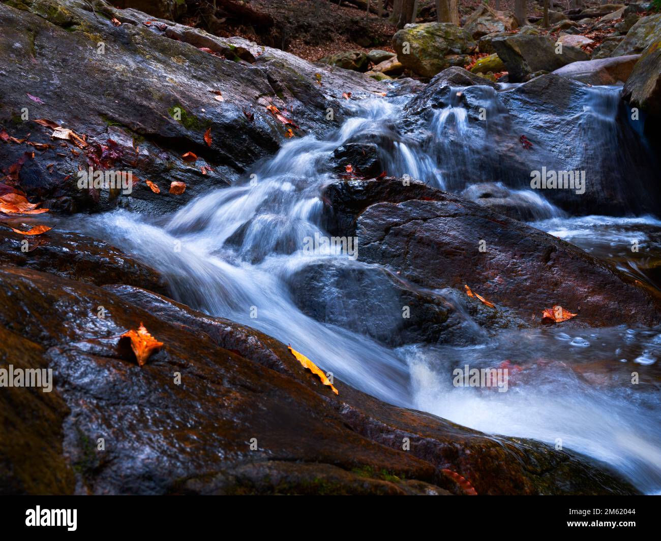 Moss foliage vegatation plants hi-res stock photography and images - Alamy