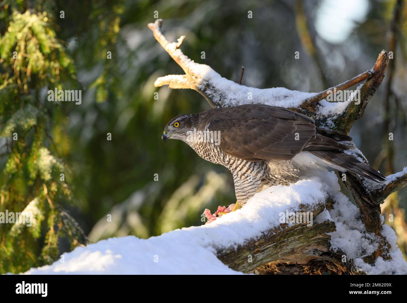 Northern goshawk (Accipiter gentilis) in forest in winter Stock Photo ...
