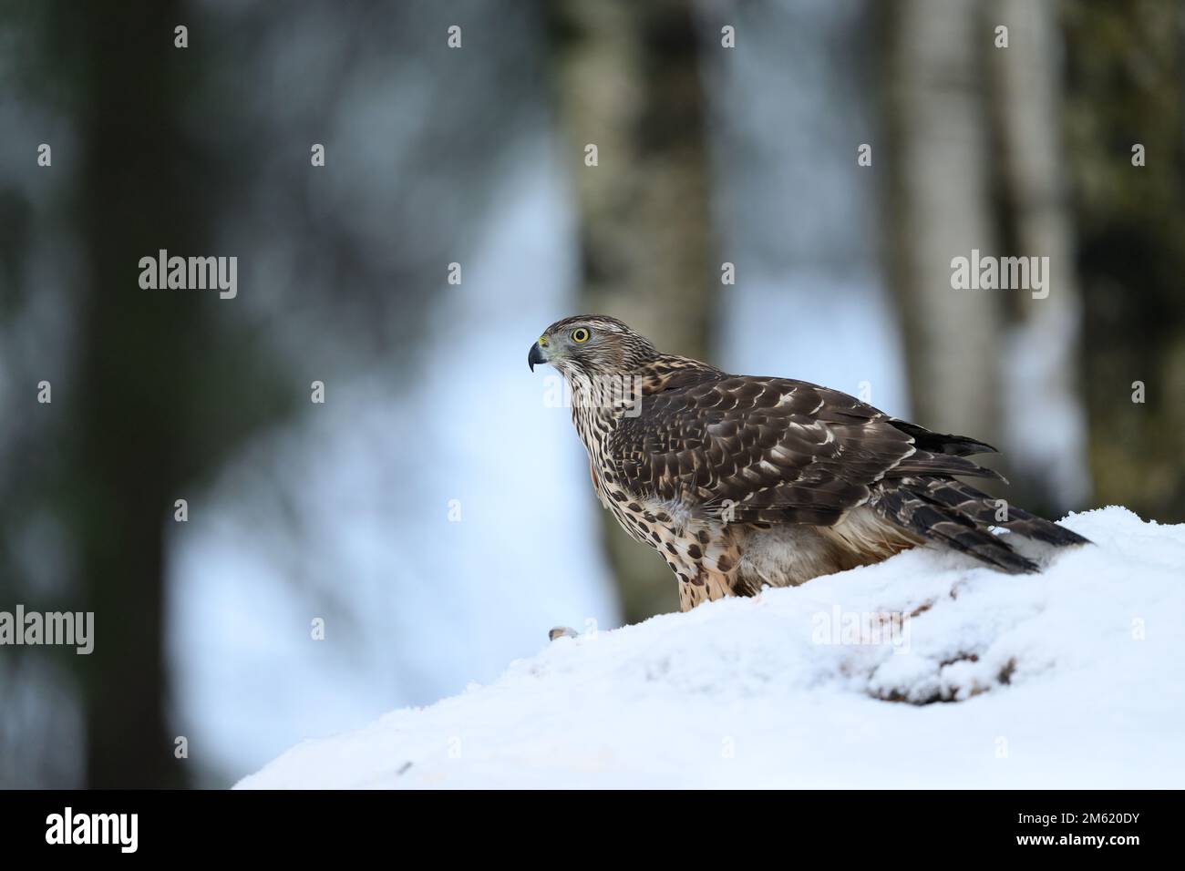 Northern goshawk (Accipiter gentilis) in forest in winter Stock Photo ...