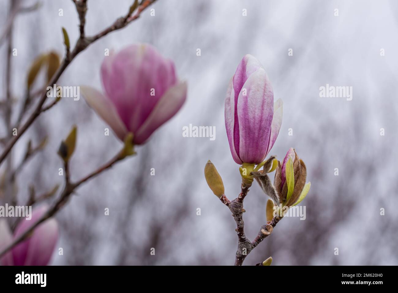 Pink flowers and buds of Chinese magnolia (Magnolia soulangeana ...