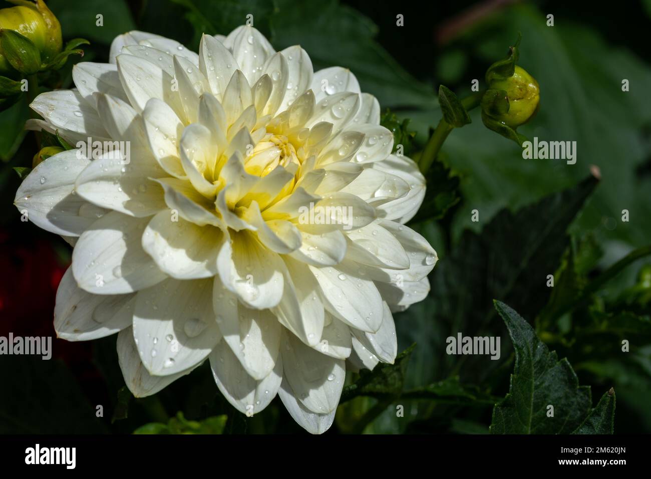 White dahlia flower (Dahlia pinnata) in the garden Stock Photo - Alamy