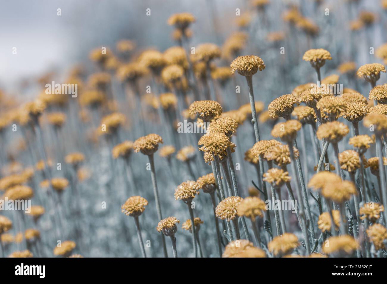 Field of dried yellow flowers of immortelle or everlasting (Helichrysum ...