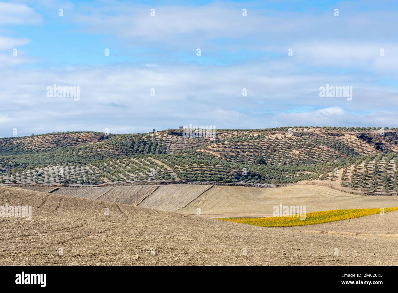 Agricultural landscape of fields prepared for planting between olive ...