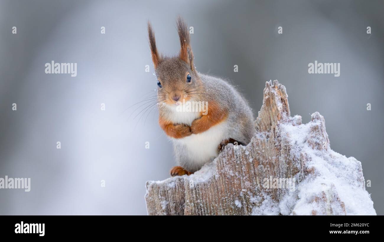 Cute Norwegian Red squirrel (Sciurus vulgaris) in ni snow Stock Photo ...