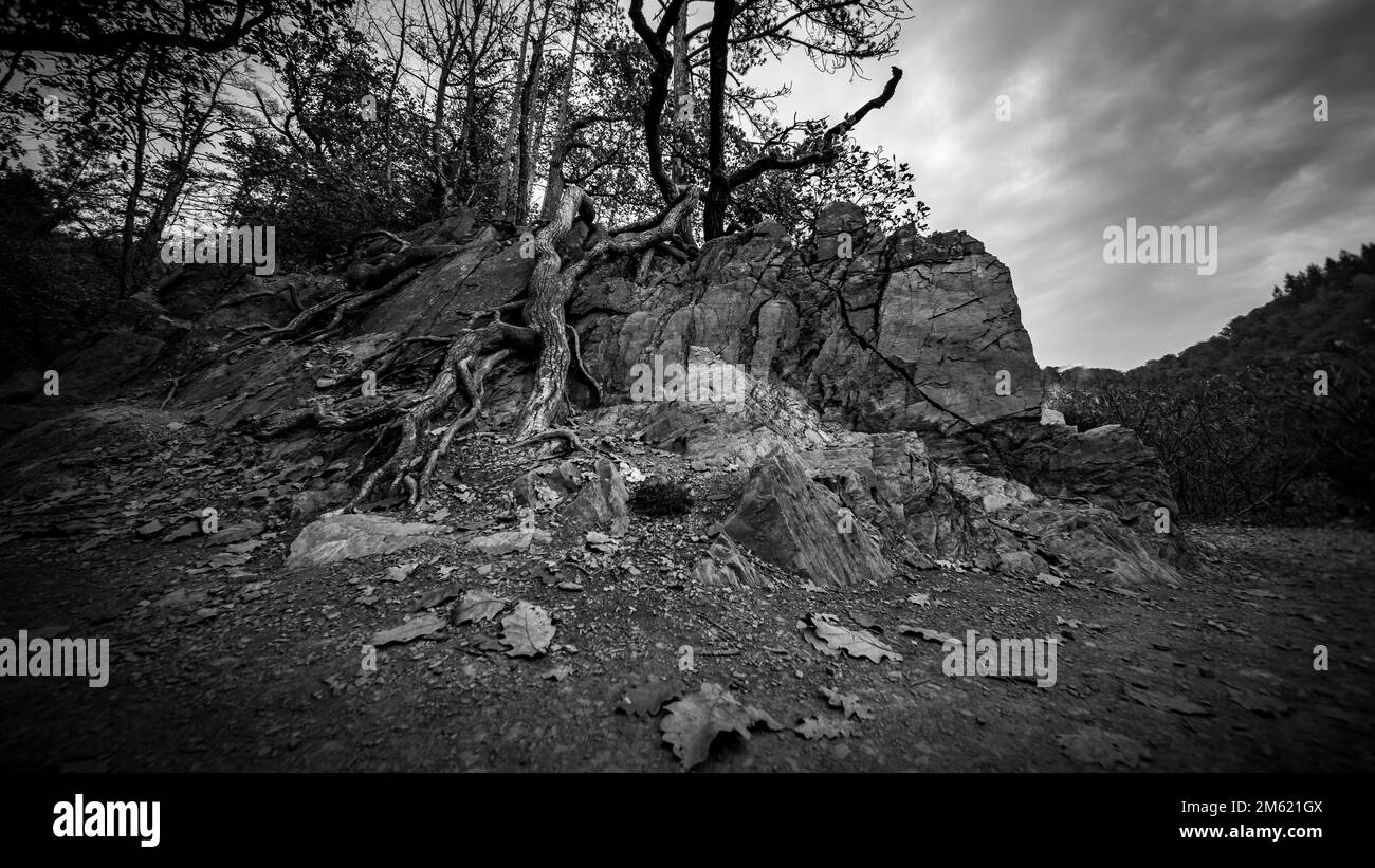 impressive root structure of a tree Stock Photo - Alamy