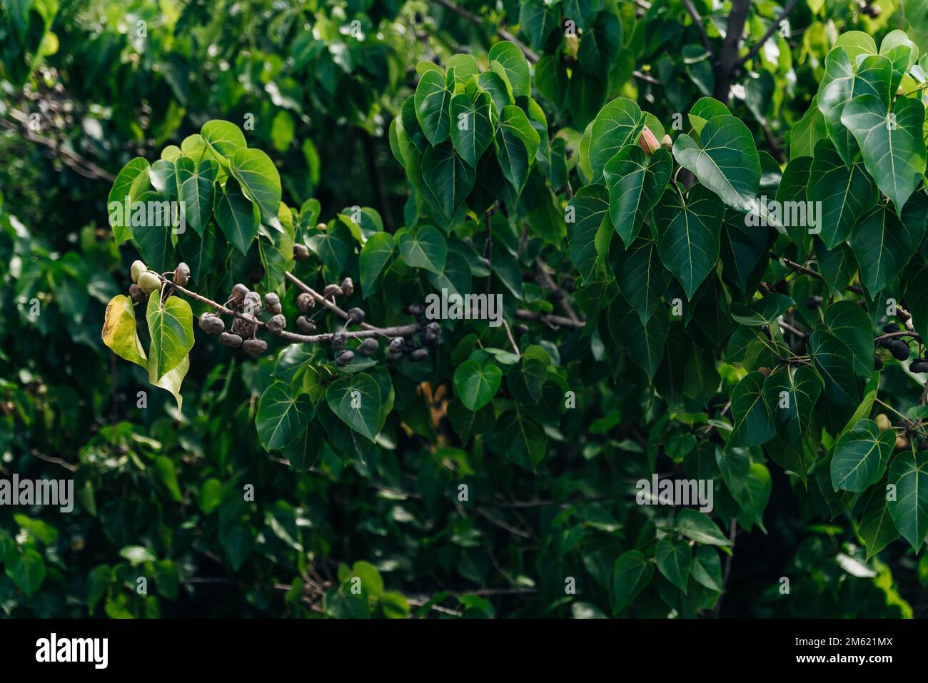 Indian Tulip tree (Thespesia populnea) flower. crops. kauai hawaii ...