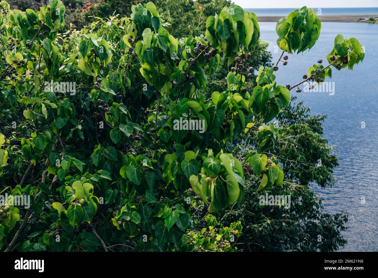 Indian tulip tree hi-res stock photography and images - Alamy
