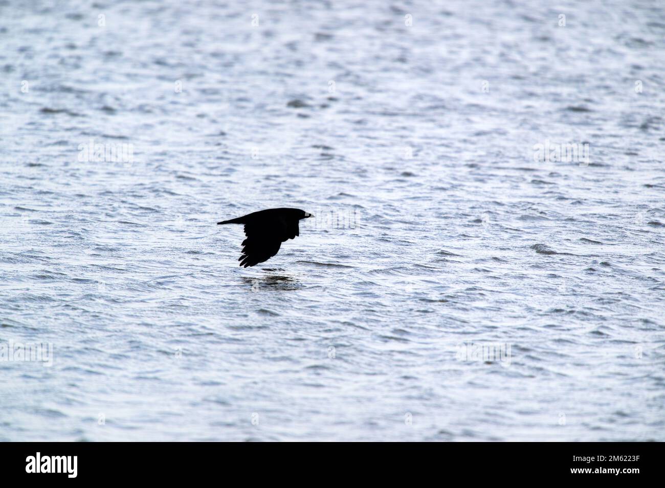 Flying crow above water from the sea Stock Photo - Alamy