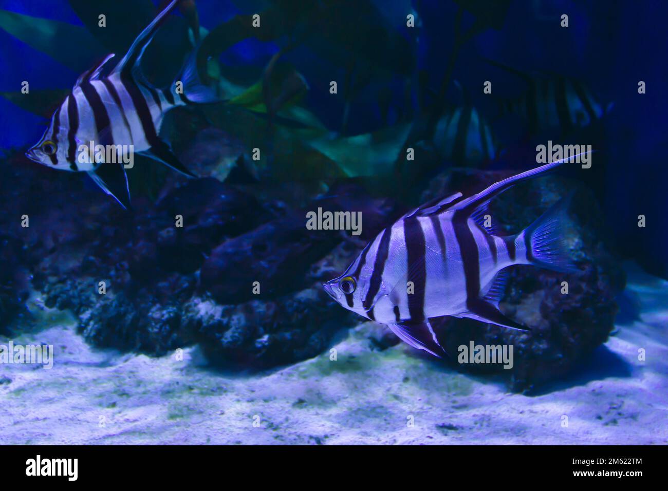 Fish swim in the aquarium - dark blue shades Stock Photo - Alamy
