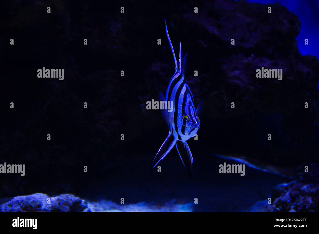 Fish swim in the aquarium - dark blue shades, background Stock Photo ...