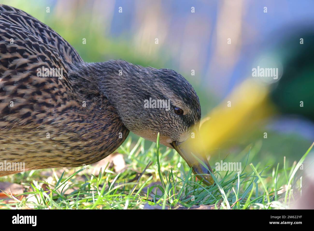Close up on bird eating hi-res stock photography and images - Alamy