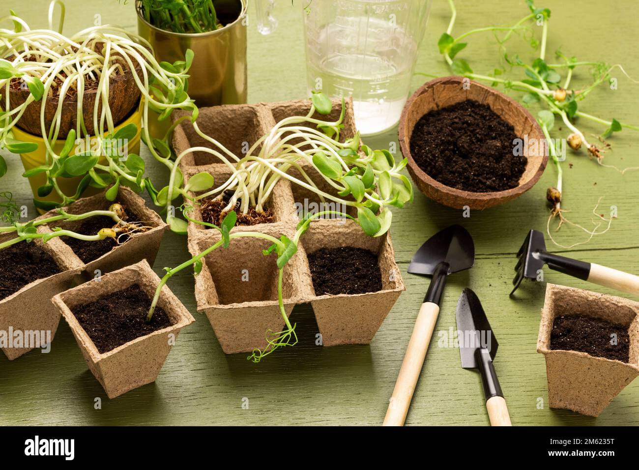 Peat pots with seedlings and garden tools for planting seedlings. Top ...