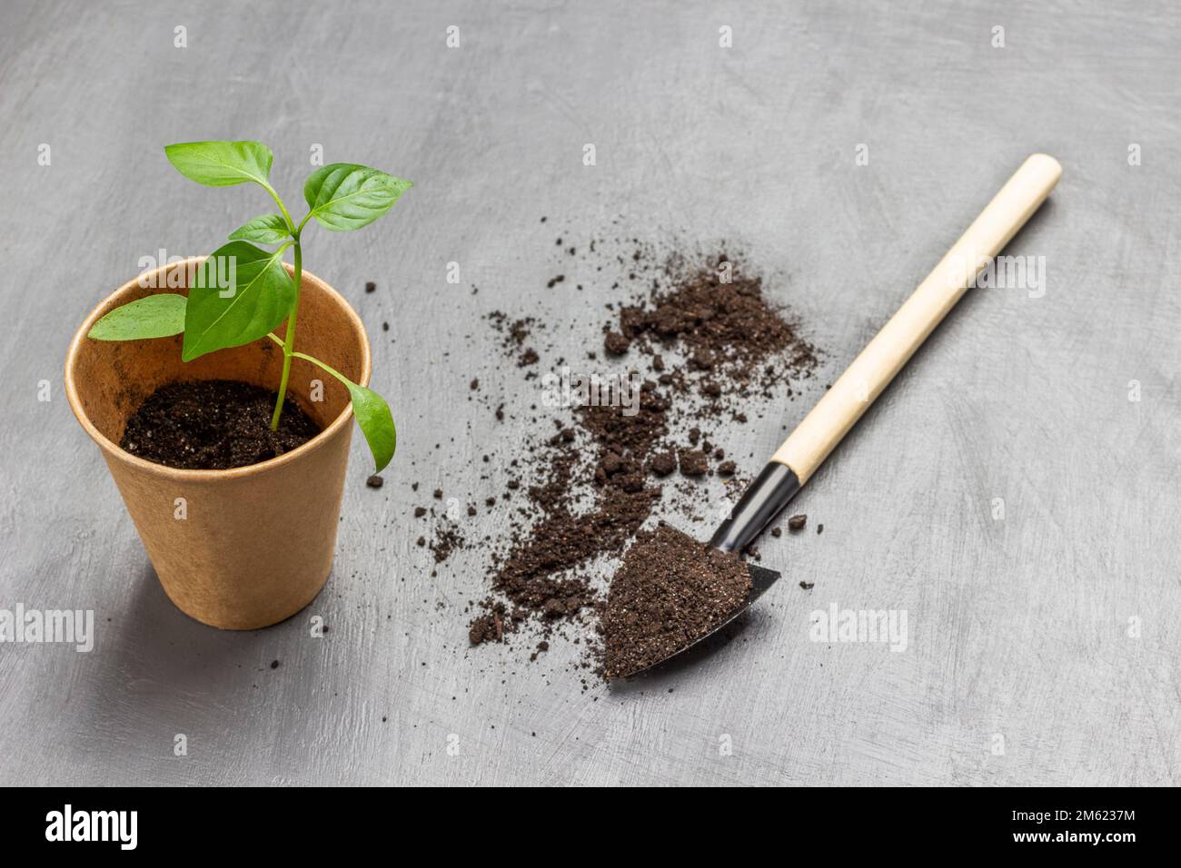 Small garden plant in the soil hi-res stock photography and images - Alamy