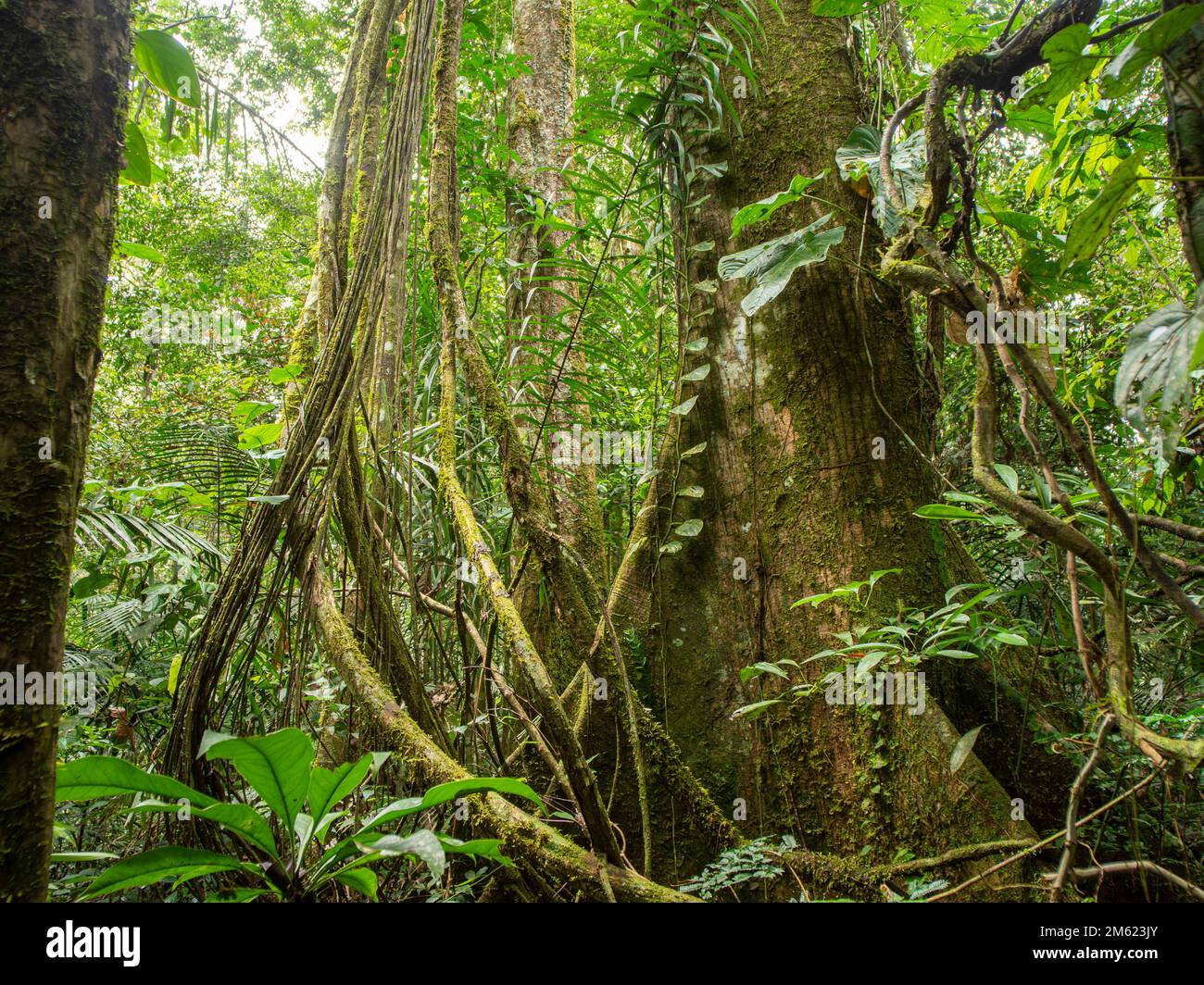 Lianas In The Tropical Rainforest