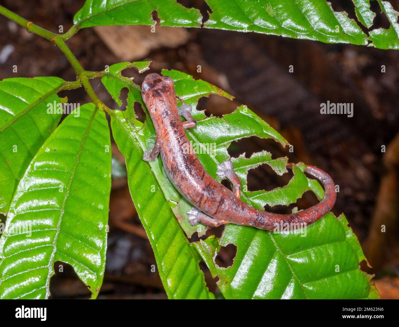 Ecuadorian climbing salamander (Bolitoglossa ecuatoriana) in the ...