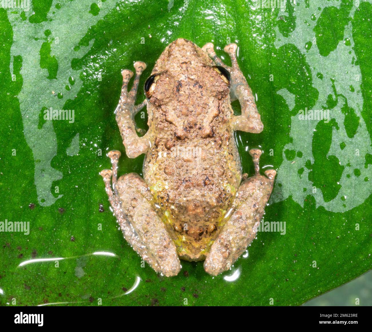 Diadem Rain Frog (Pristimantis diadematus), in the rainforest ...