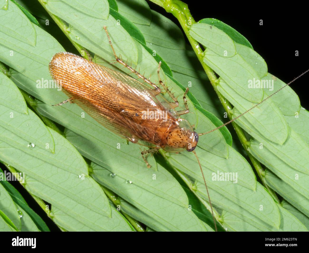 Wood Cockroach (Family Ectobiidae) in the rainforest understory at ...