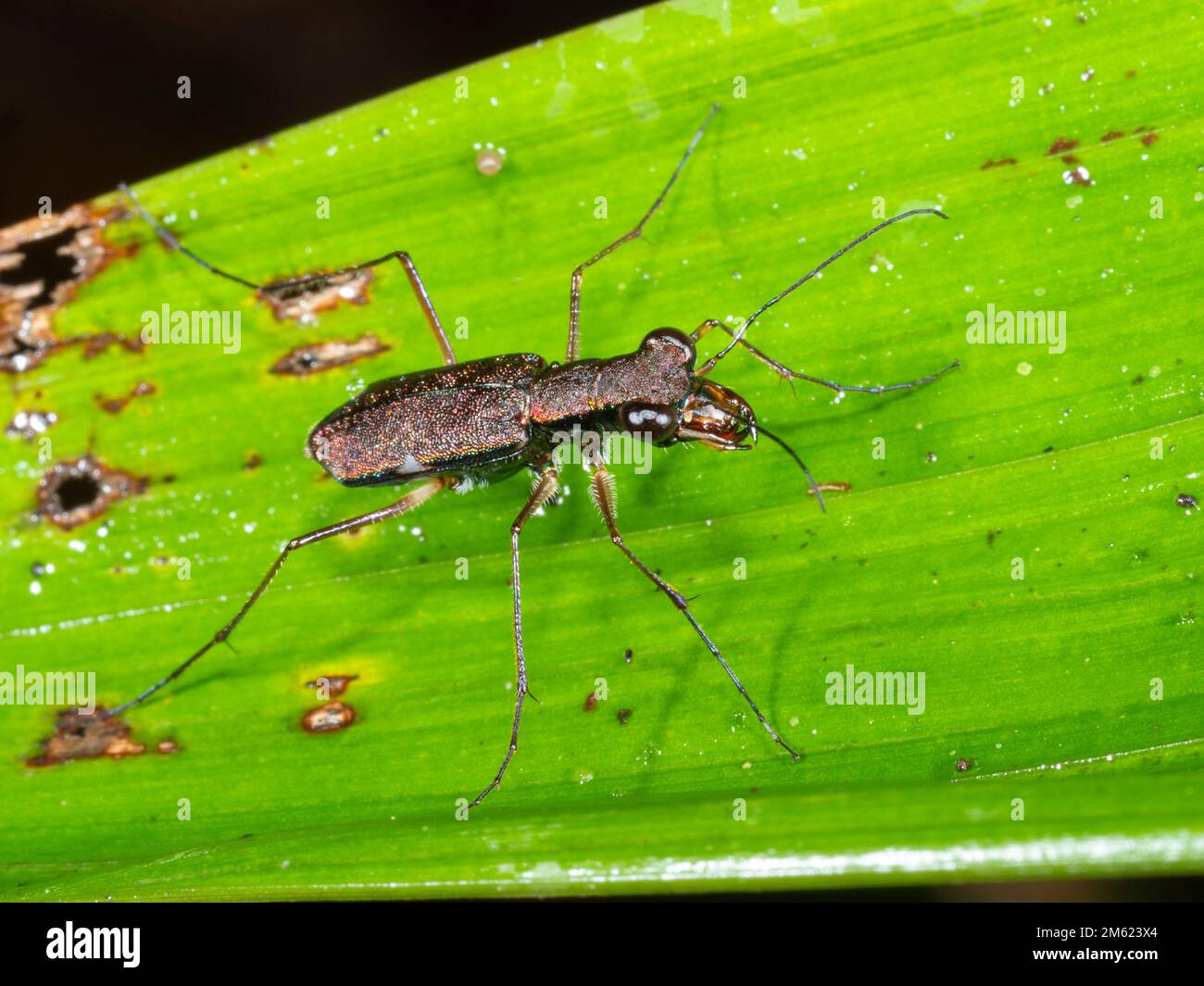Tiger beetle (family Cicindelidae) on a leaf in the rainforest ...