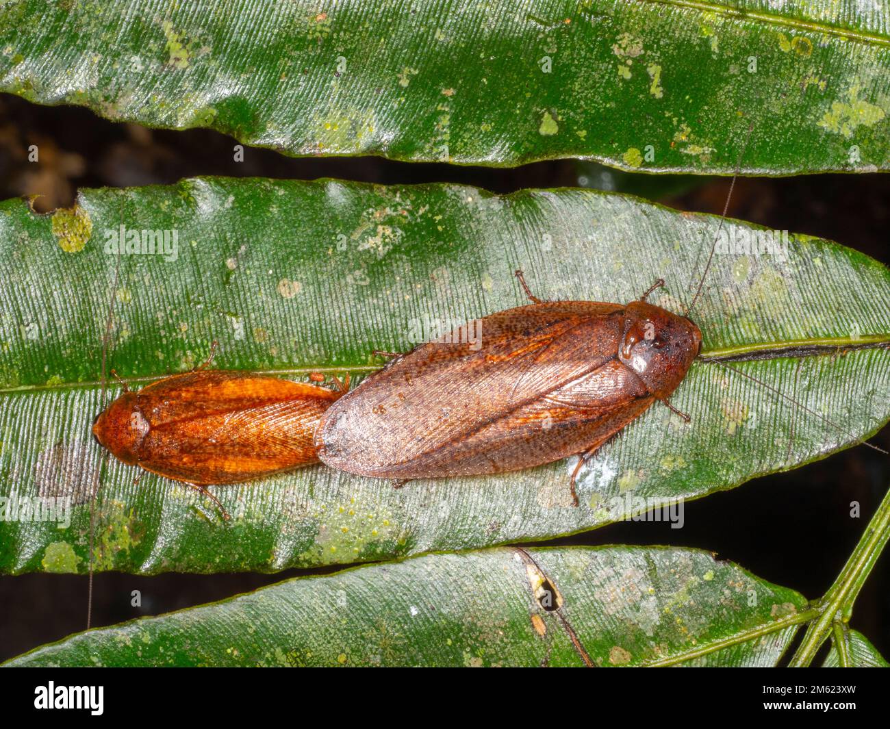 Pair of Giant Cockroaches, (Epilampra sp. family Blaberidae) mating on ...