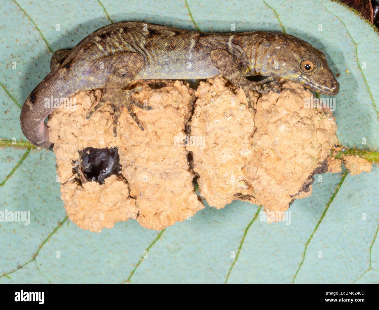Bridled forest gecko (Gonatodes humeralis) resting on a potter wasp ...