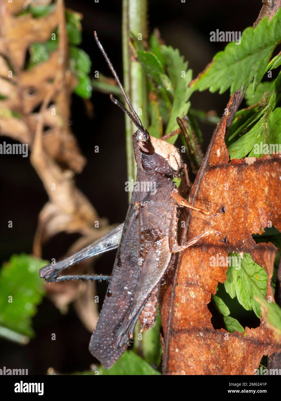 Rainforest grasshopper (tribe Phaeopariini, Acrididae) on a dead leaf ...
