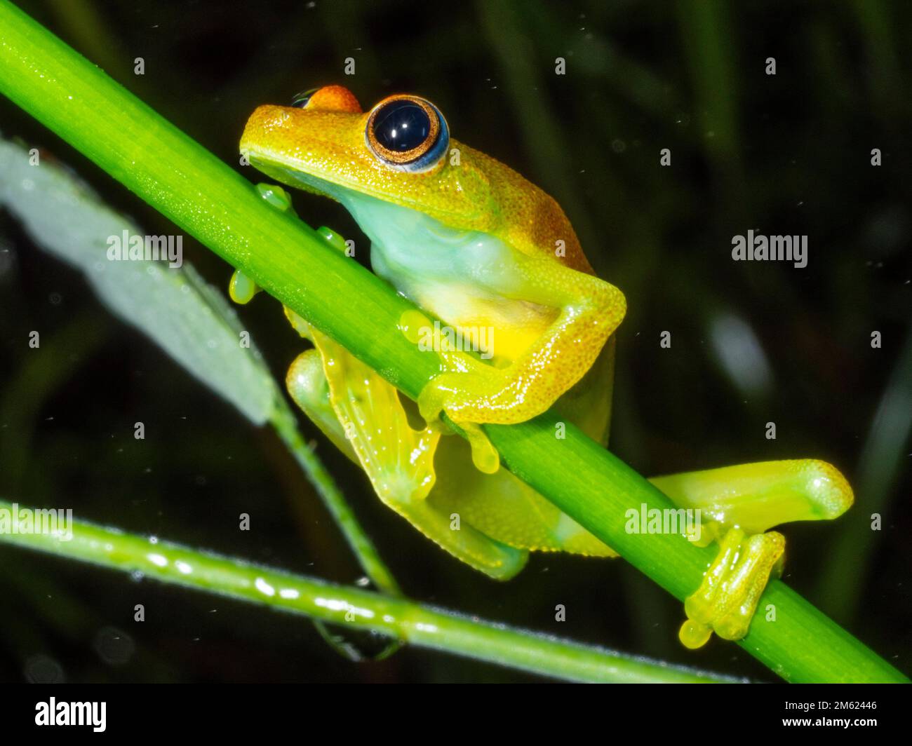 Spotted Treefrog (Boana punctata), Orellana province, Ecuador Stock ...