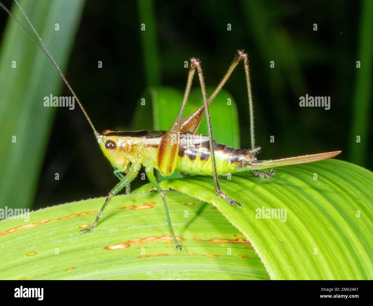 Conehead bush cricket (Conocephalus versicolor, Tettigoniidae) in the ...