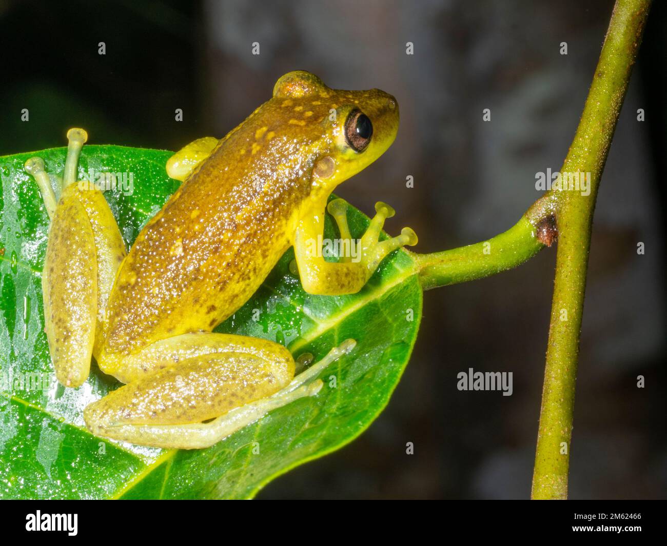 Red Snouted Treefrog (Scinax ruber) In the Ecuadorian Amazon Stock ...