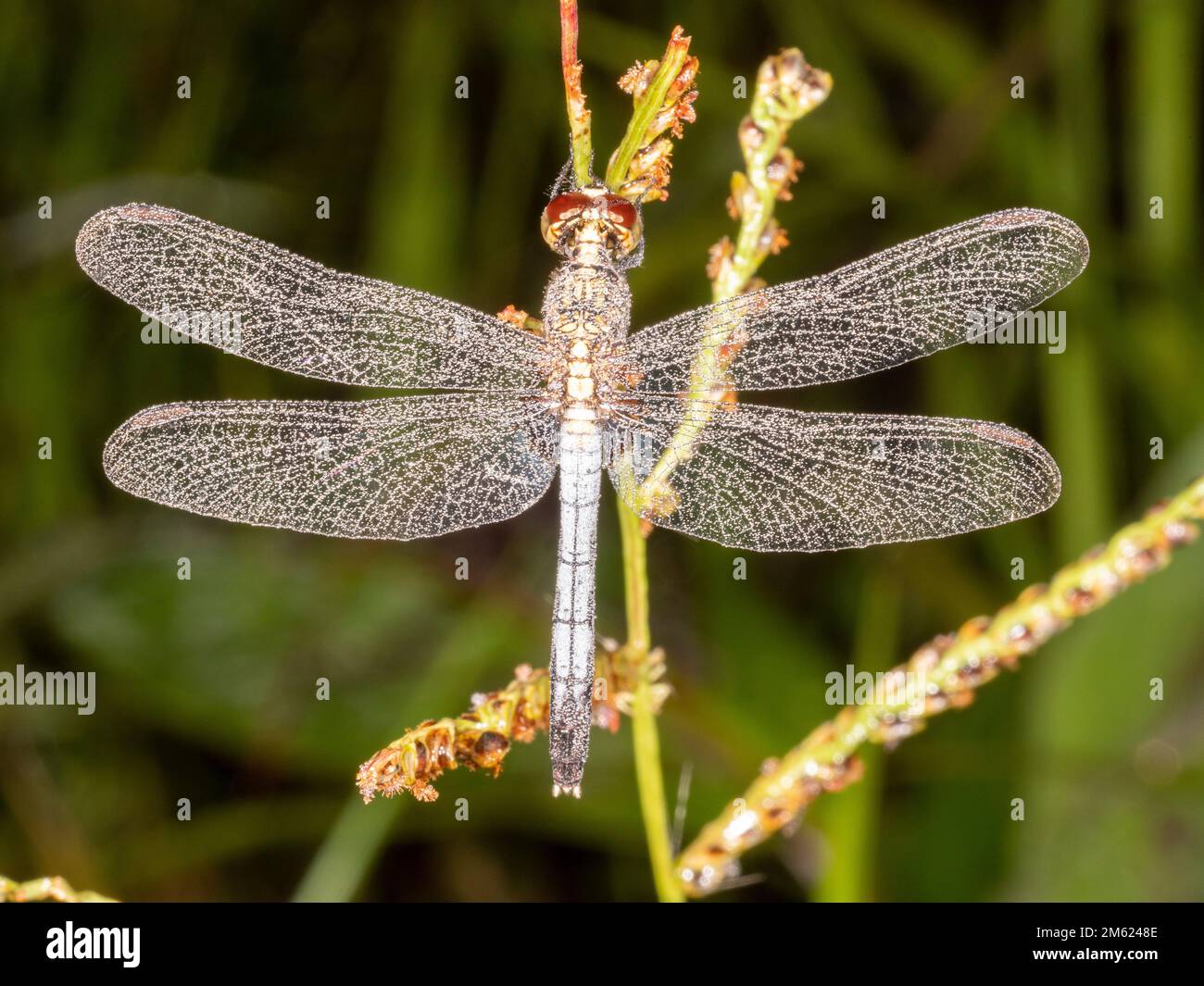 Skimmer dragonfly (Libellulidae), at reest at night in the Ecuadorian ...