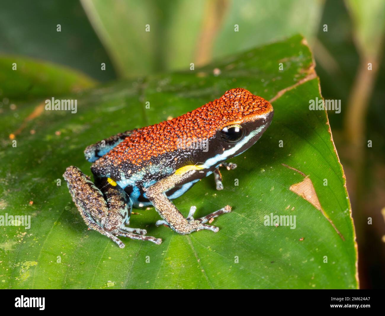 Ruby poison frog (Ameerega parvula) In tropical rainforest in the ...