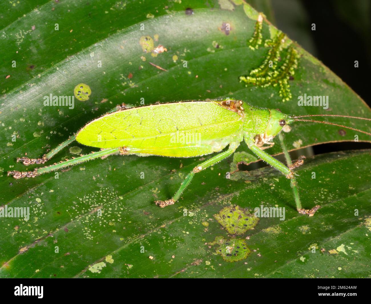 Green bush cricket (Tettigoniidae) on a leafd at night in the ...
