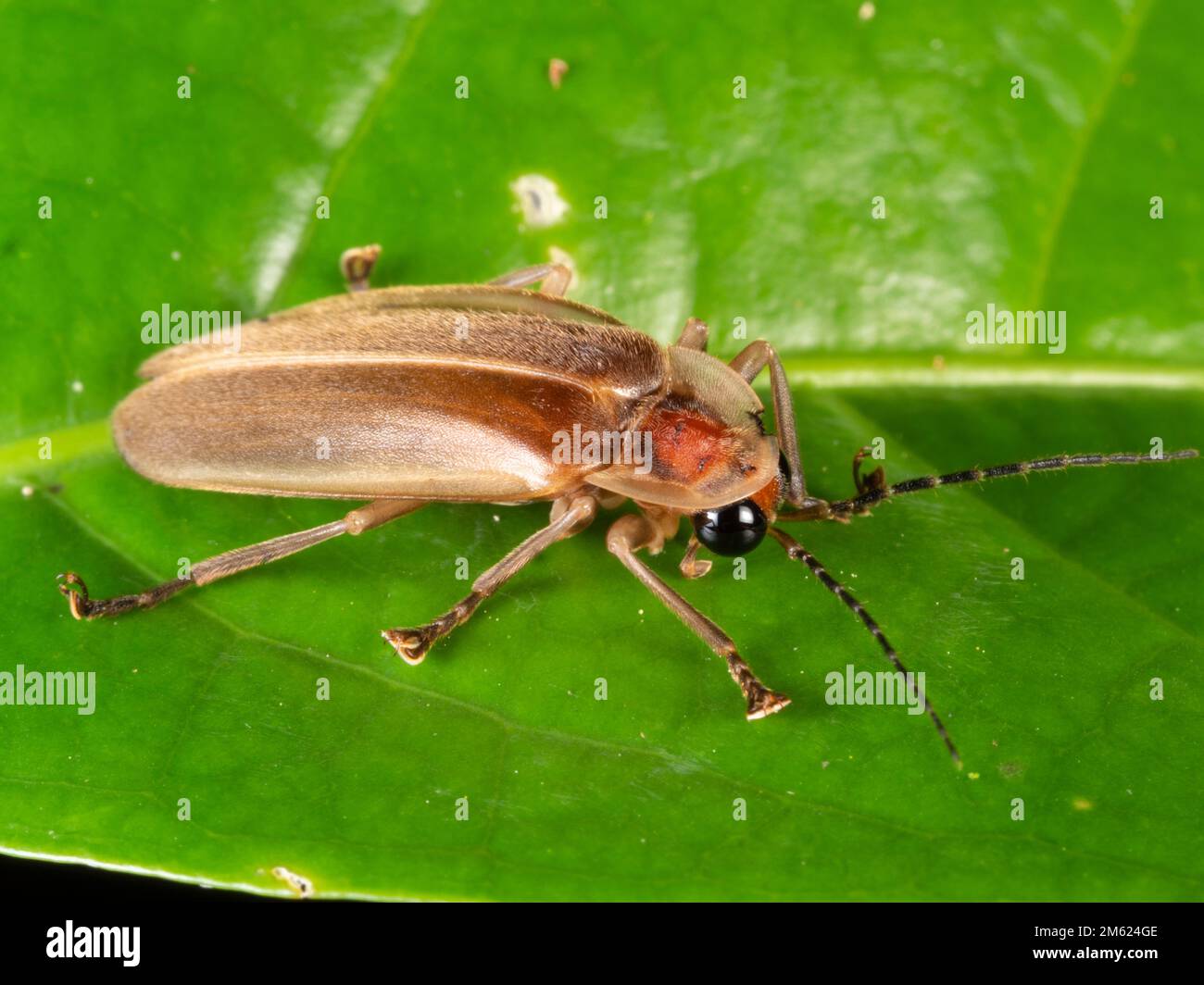 Firefly (Lampyridae) in the rainforest understory, Ecuador Stock Photo ...