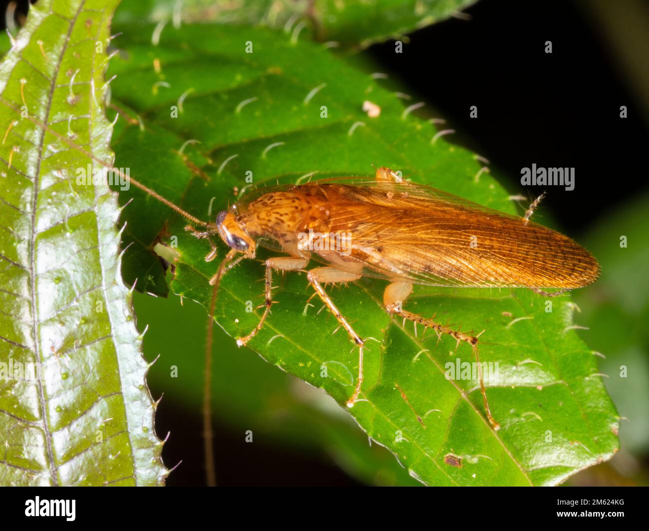 Wood Cockroach (Family Ectobiidae) in the rainforest understory at ...