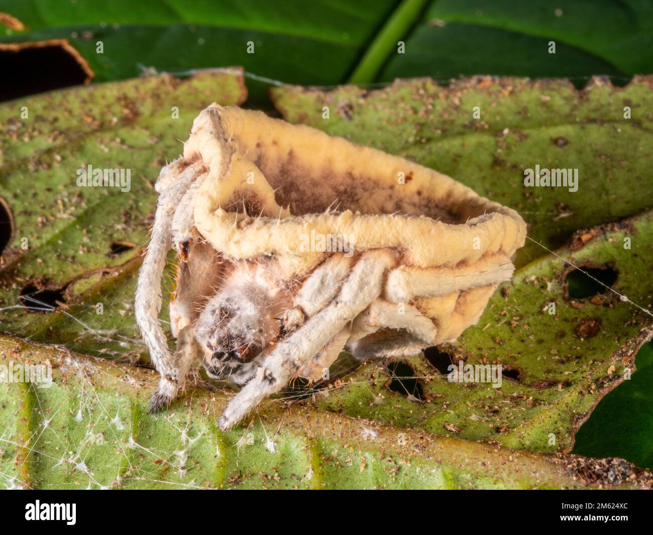 Cordyceps fungus (Torrubiella sp.) infecting a spider in the rainforest ...