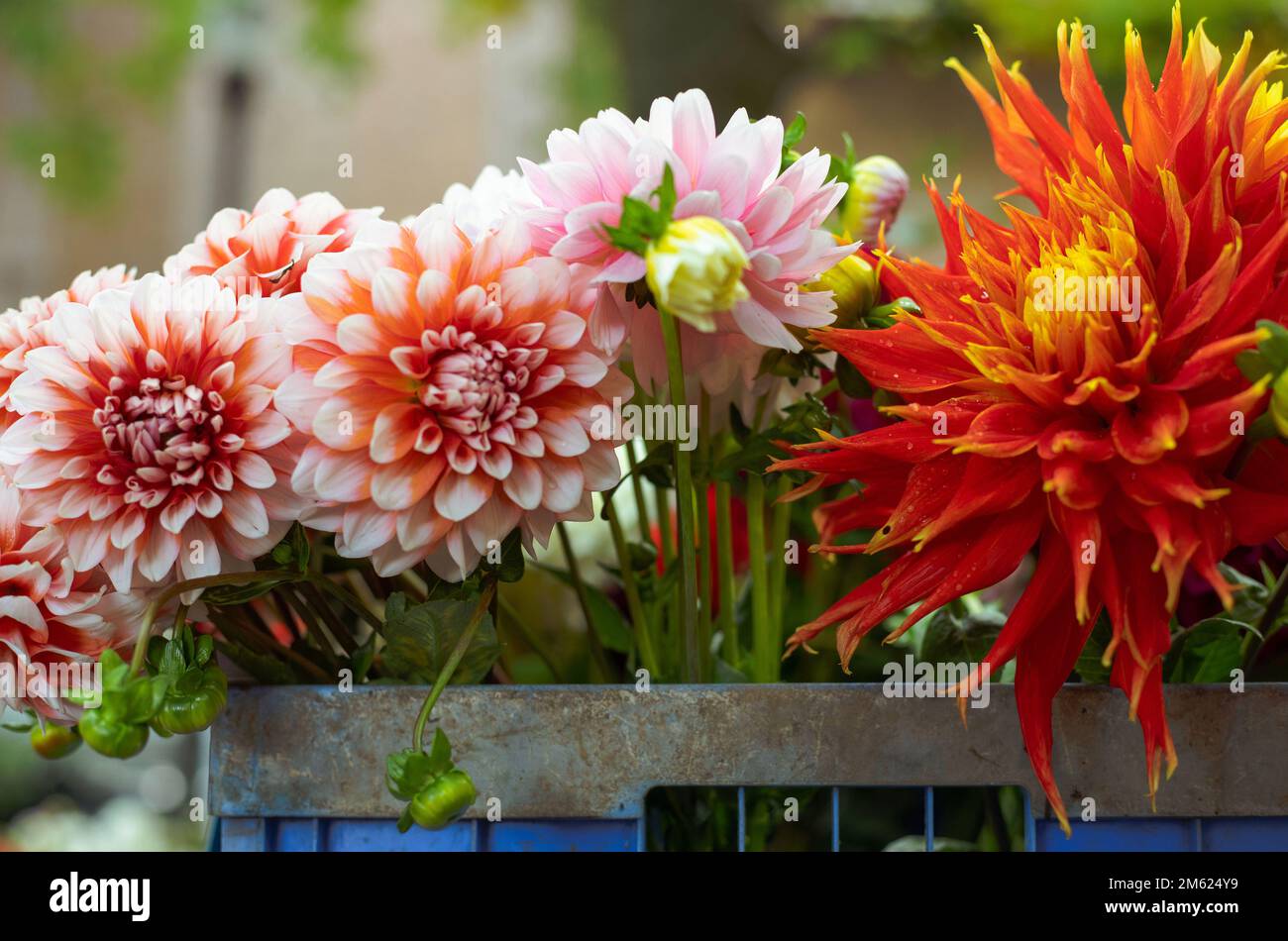 Pointy flowers hi-res stock photography and images - Alamy