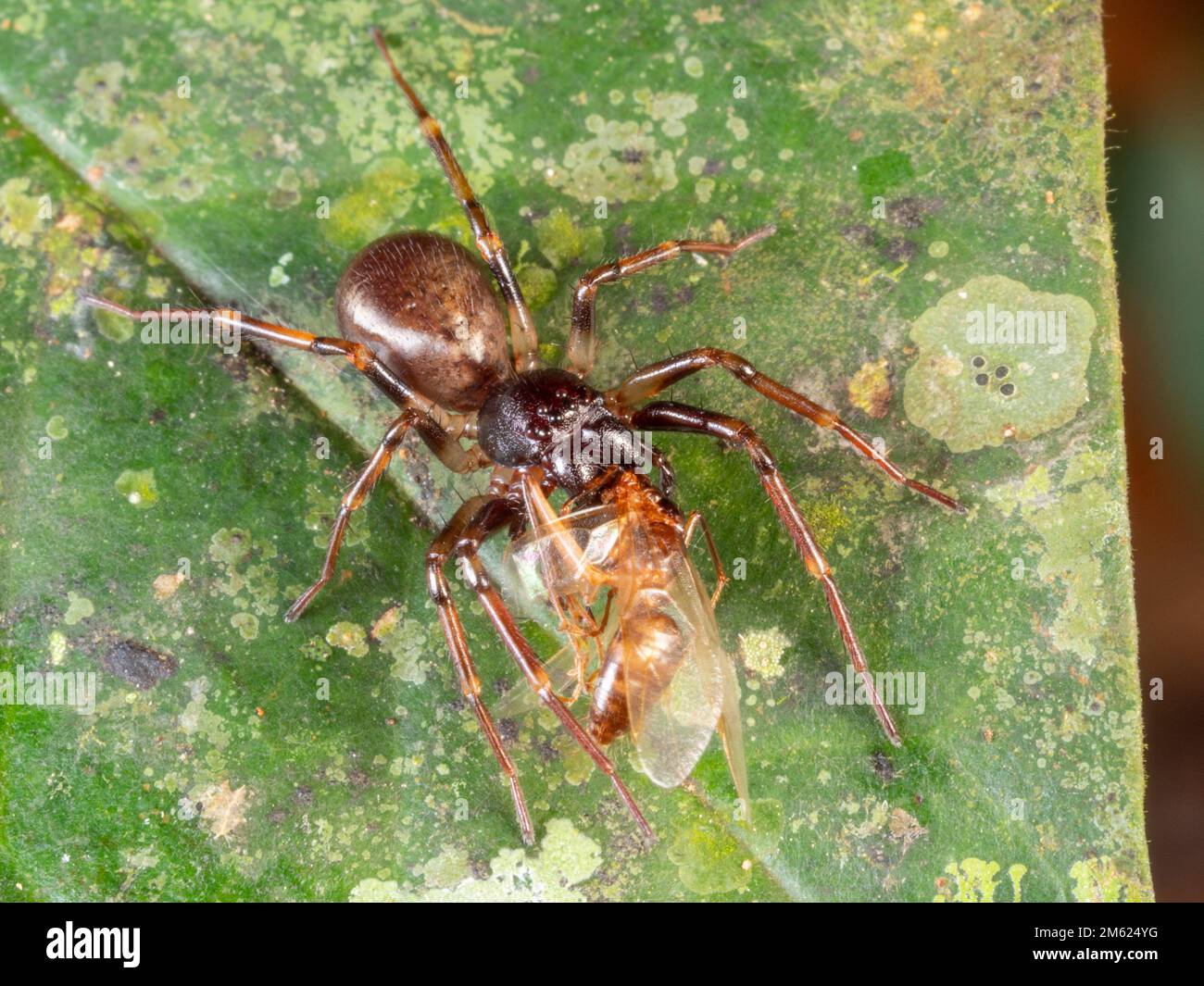 Flying ant hi-res stock photography and images - Alamy