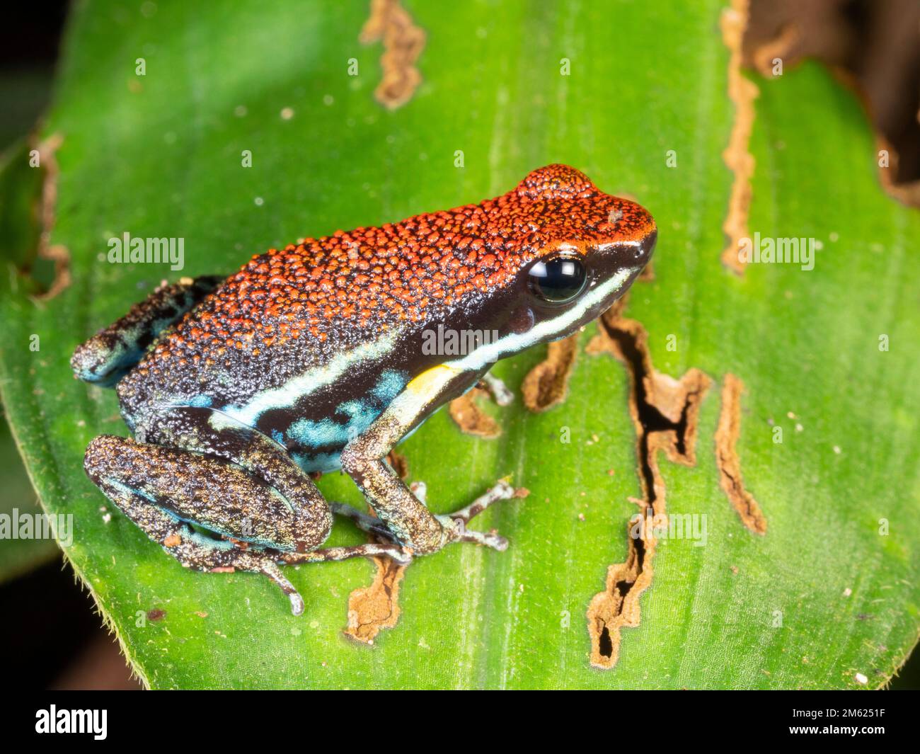 Ruby poison frog (Ameerega parvula) In tropical rainforest in the ...