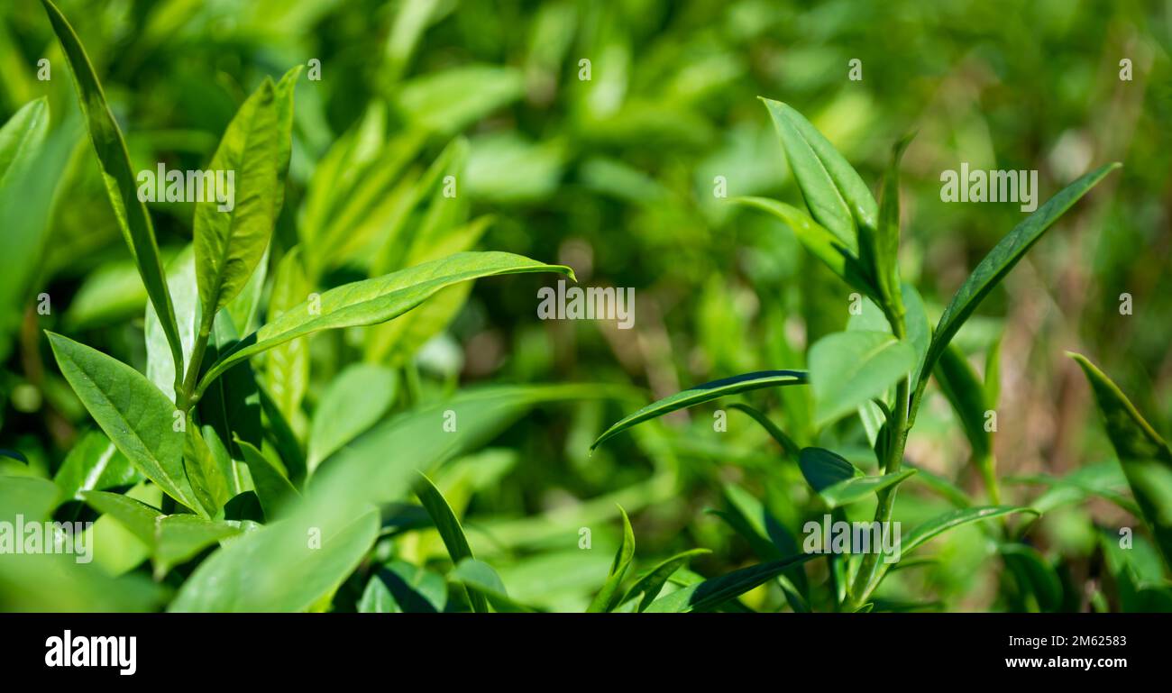 Young green leaves on a bush stretching upwards. Spring theme Stock ...