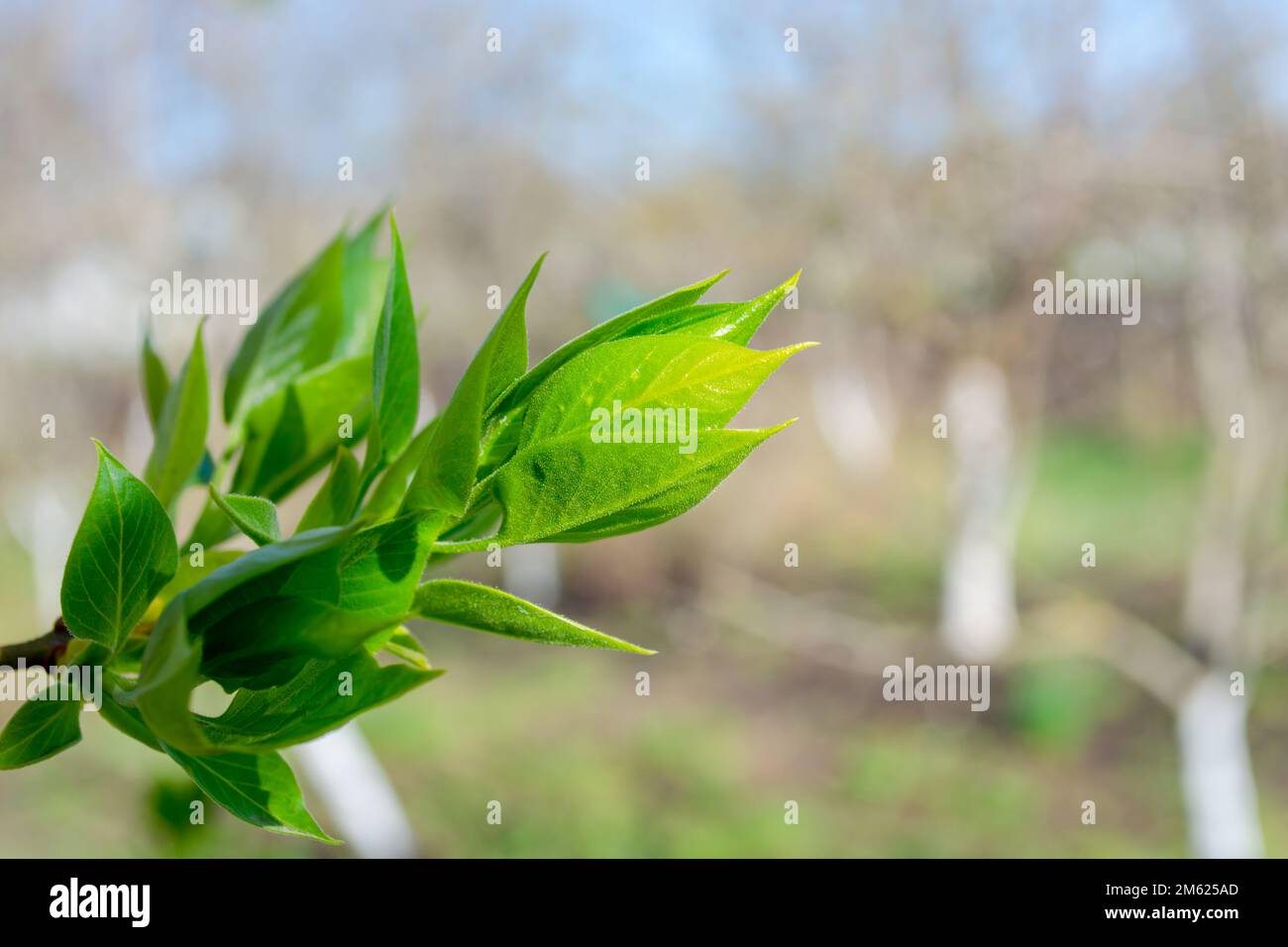 Spring in the park. Young lilac leaves bloom on a thin branch Stock ...