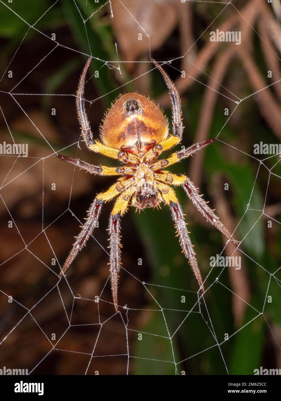 Orbweaver Spider (Eriophora fuliginea) in the rainforest at night ...