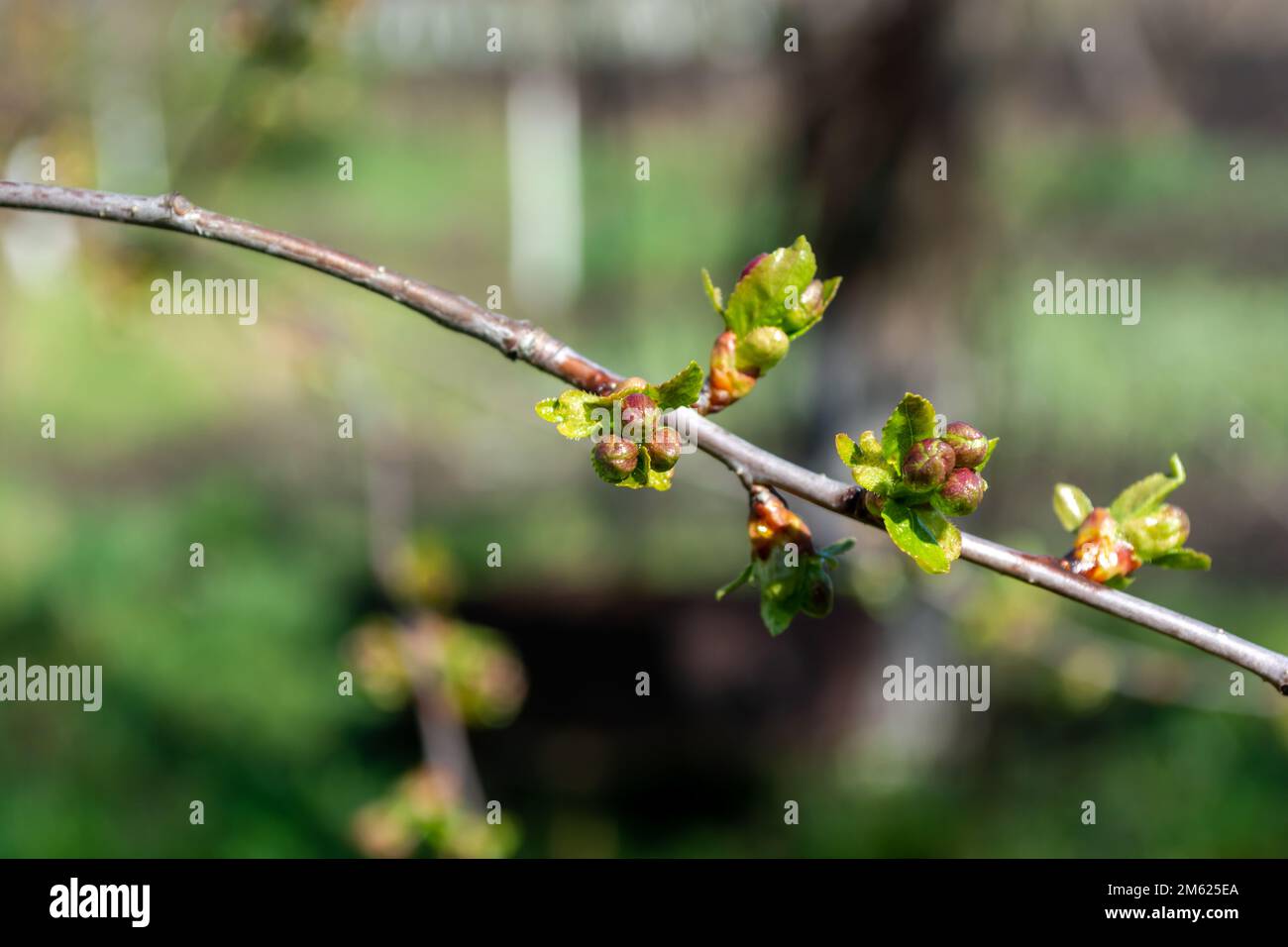 Green small cherry buds on a branch in the garden. spring theme Stock ...