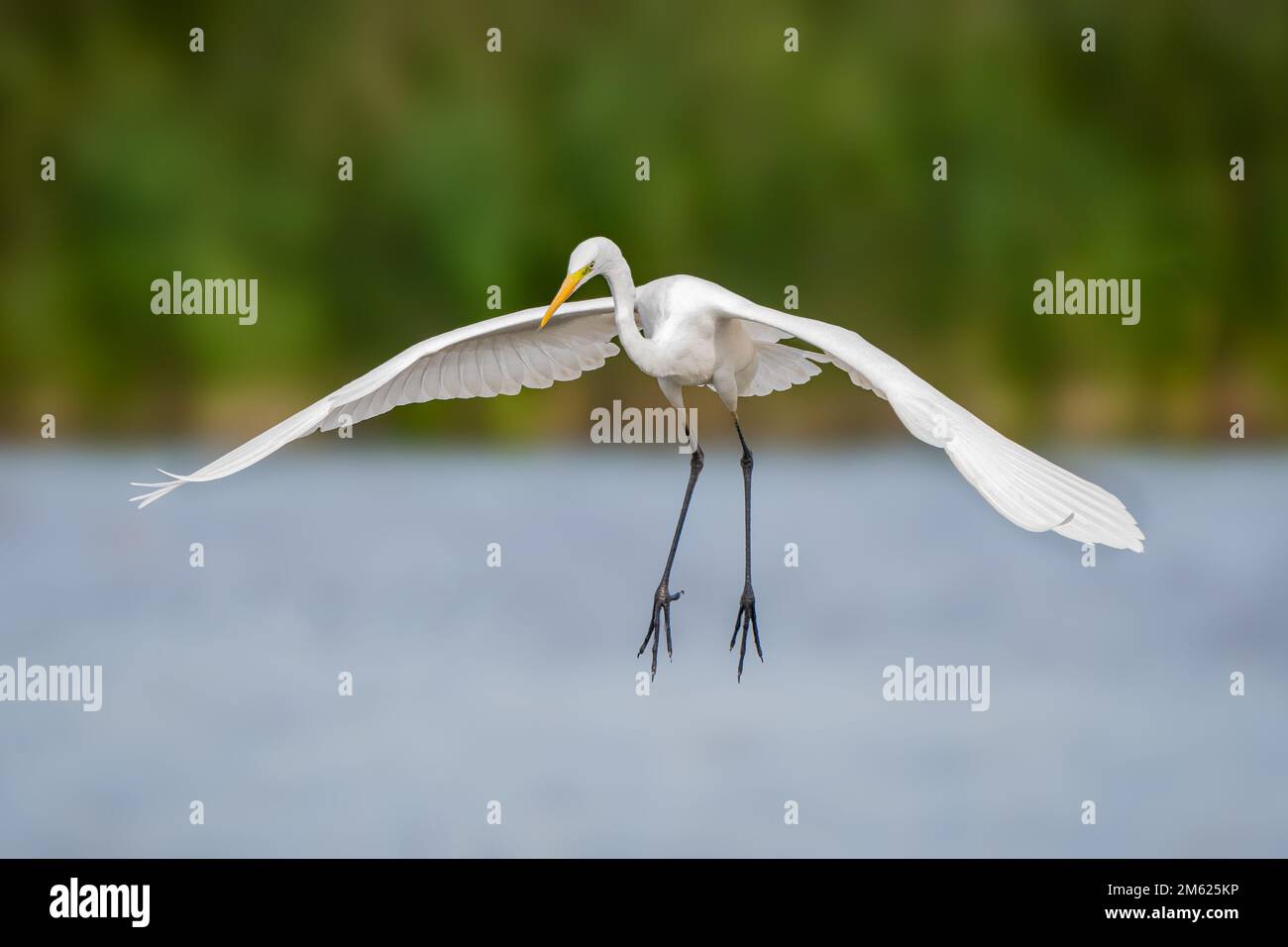 A closeup of a great egret (Ardea alba) flying over the water Stock ...