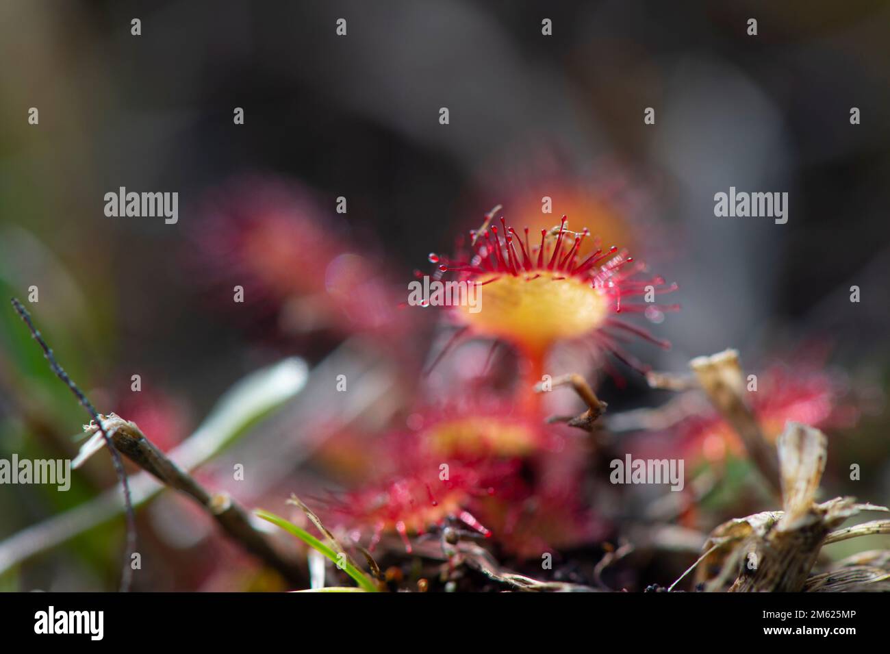 Pink sundews hi-res stock photography and images - Alamy