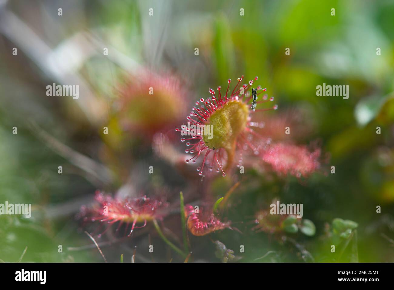 Pink sundews hi-res stock photography and images - Alamy