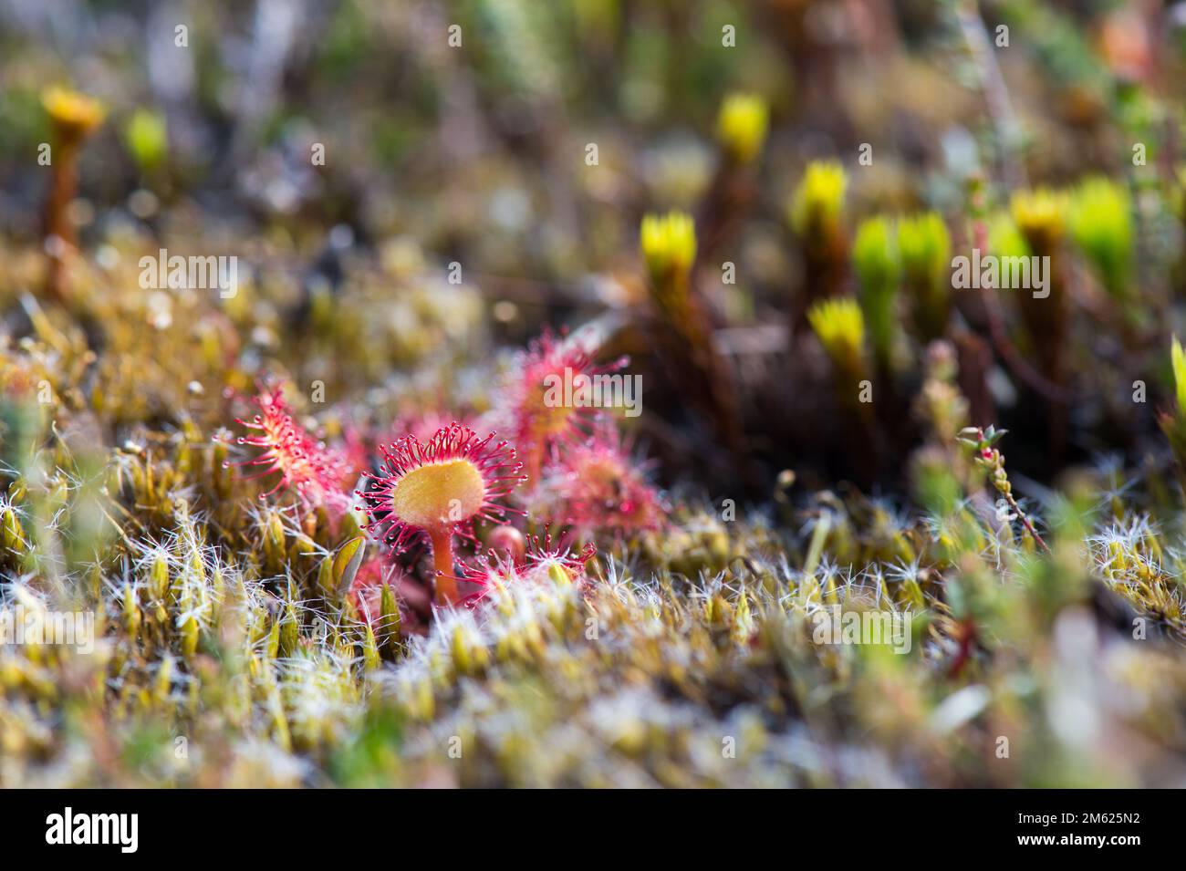 Pink sundews hi-res stock photography and images - Alamy